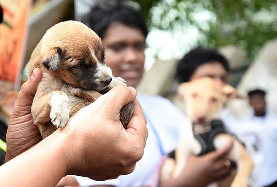 Sweltering summer heat pushes pets, stray animals to the brink