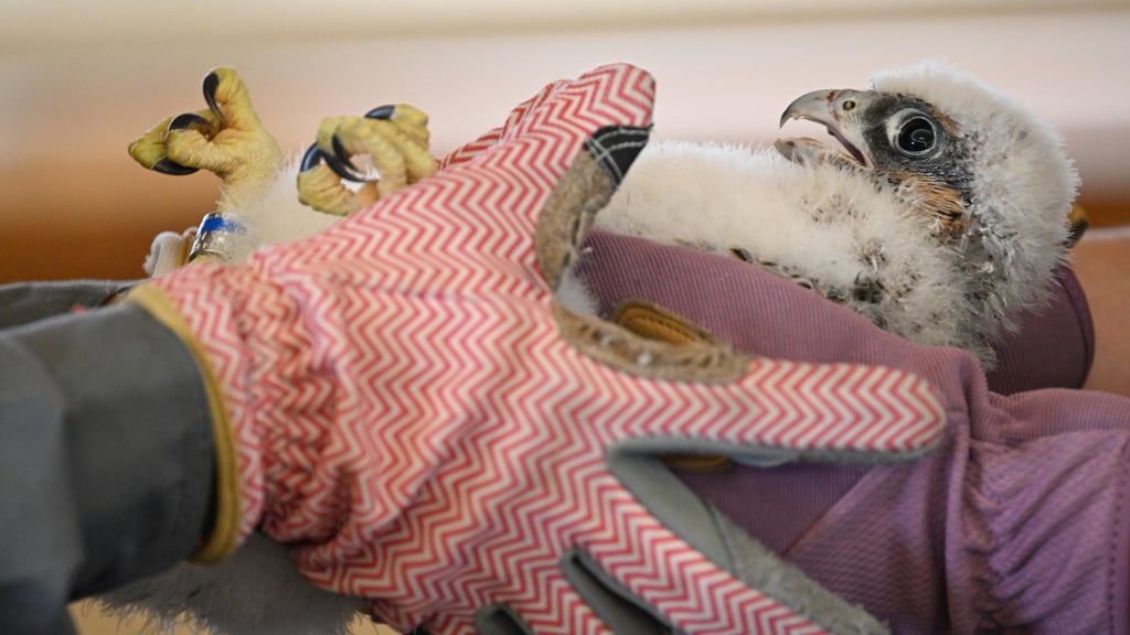 4 peregrine falcon chicks banded at Pitt's Cathedral of Learning