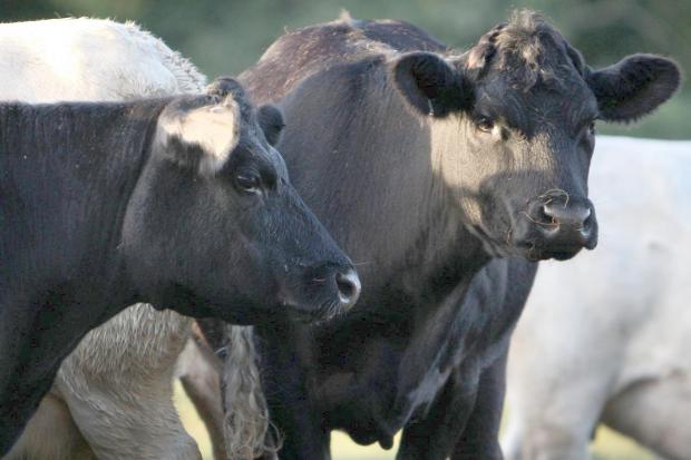 Converting cow muck to renewable energy could power dairy farm in West ...