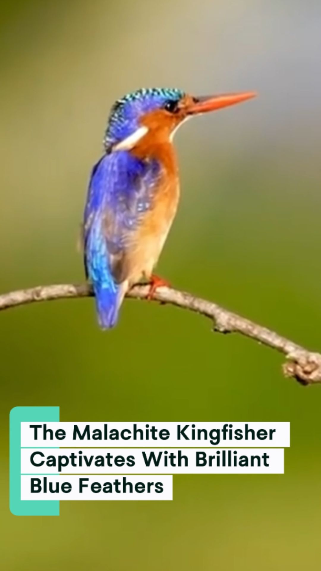 The malachite kingfisher captivates with brilliant blue feathers