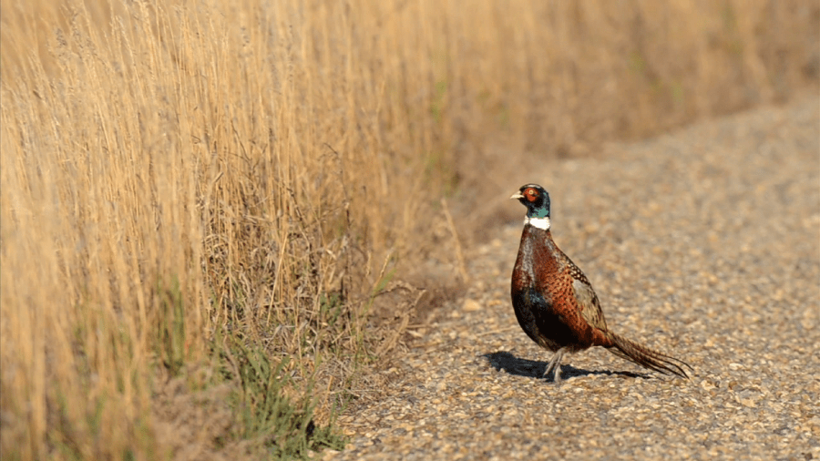 North Dakota bird harvests down for upland game in 2025