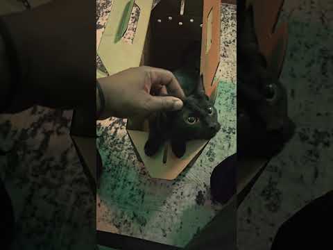 Cat pops out of box to meet new friend