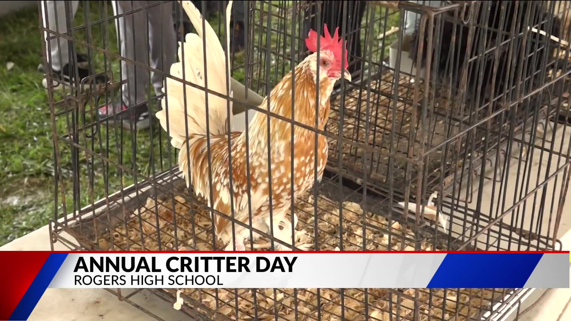 Annual Critter Day