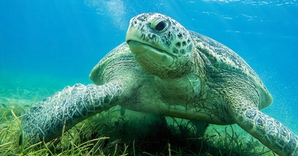 Gulf oil drilling approval comes as baby turtles head to sea in Florida