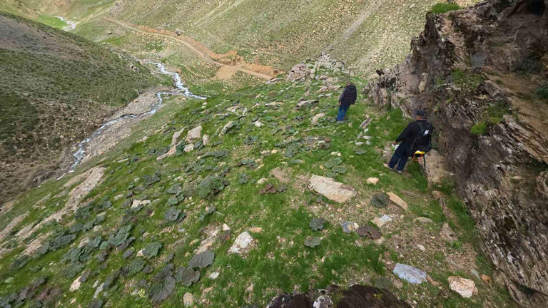 Bitlisliler 'yayla muzu' için dağlara akın etti