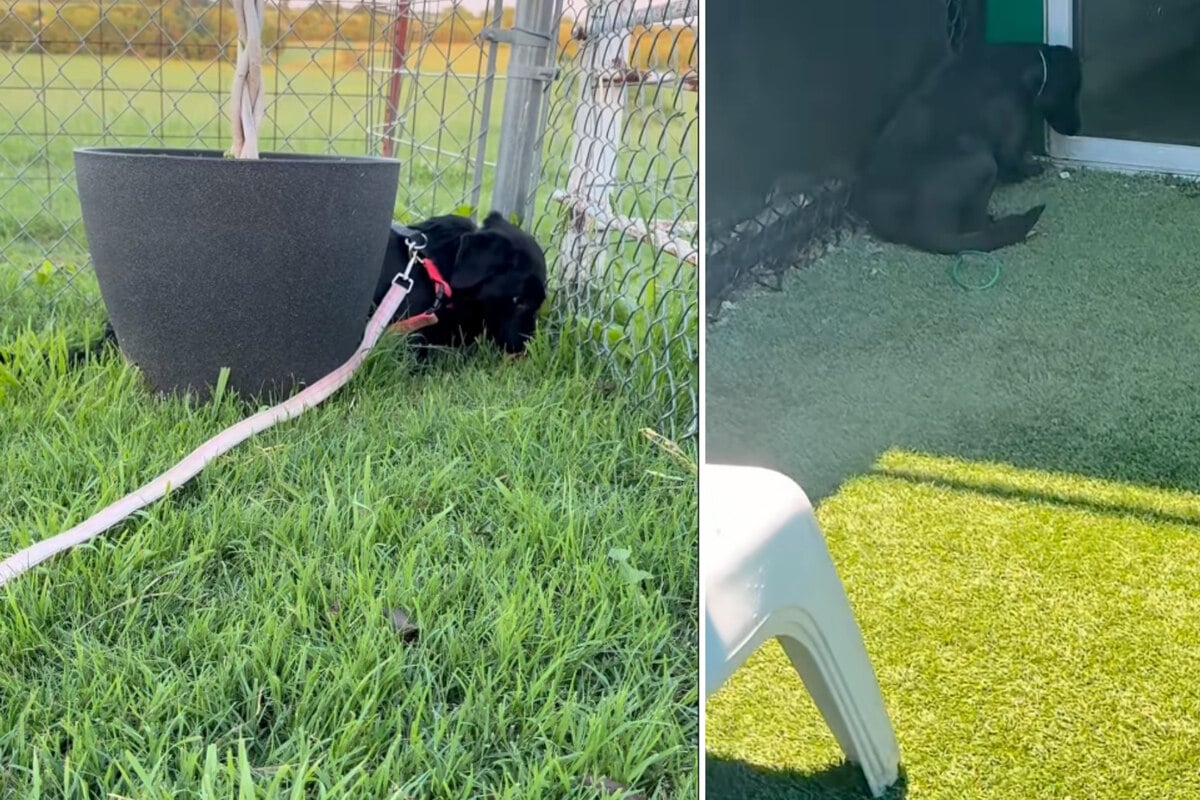 Dog tries to disappear into the furthest corners after tragic ...