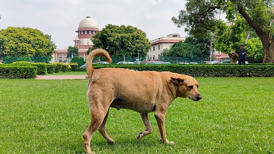 MCD seeks space for dog shelters across Delhi after SC reiterates ...