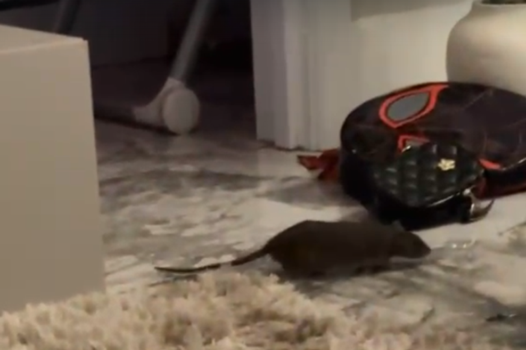 Nottingham mum at her wits' end after dead rat drops onto her bed