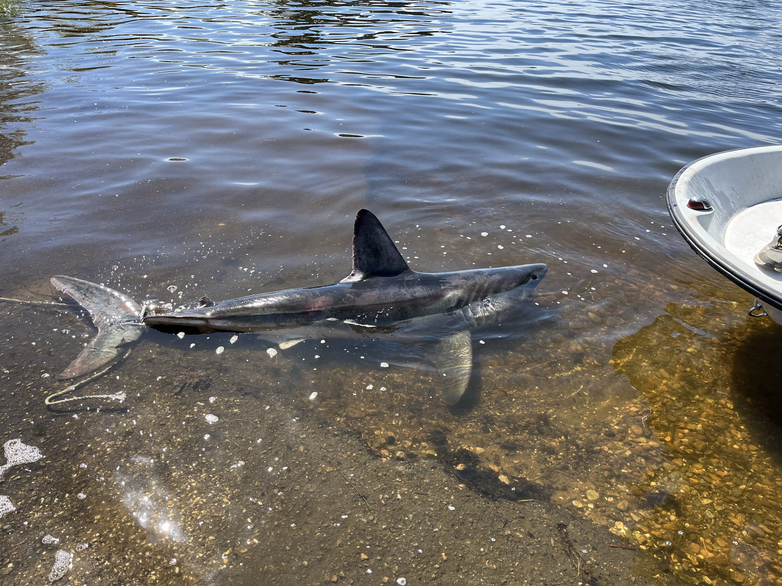 Shark season is here. One just popped up in a Rhode Island pond