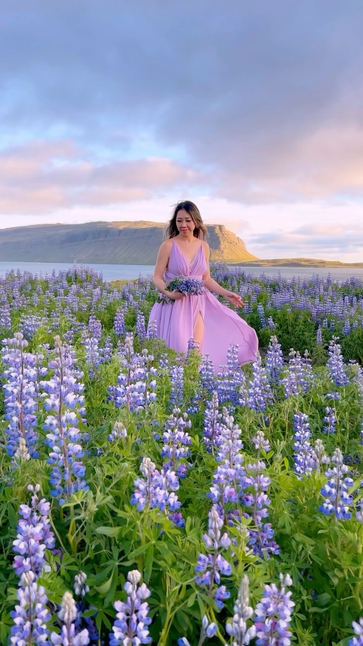 Summer in Iceland blooming lupines everywhere