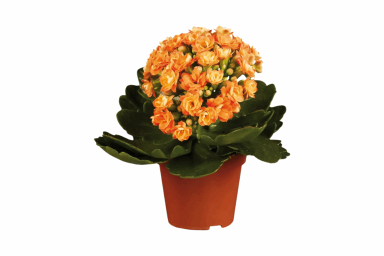 Say goodbye to geraniums, Lidl's £1.99 plant that is impossible to kill ...