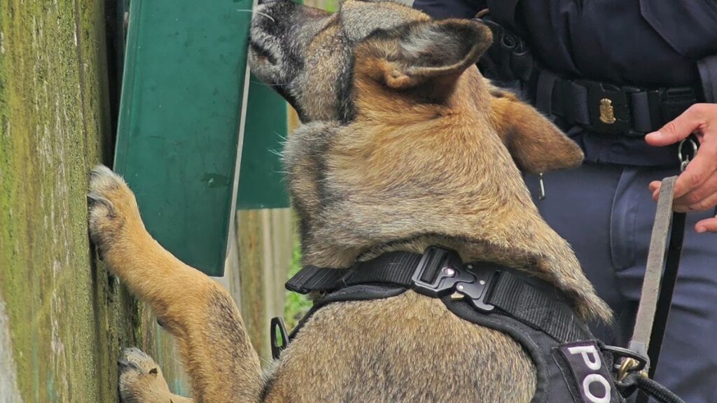 Rapinatore con il coltello ancora in mano e 4 pusher arrestati a Ostia ...