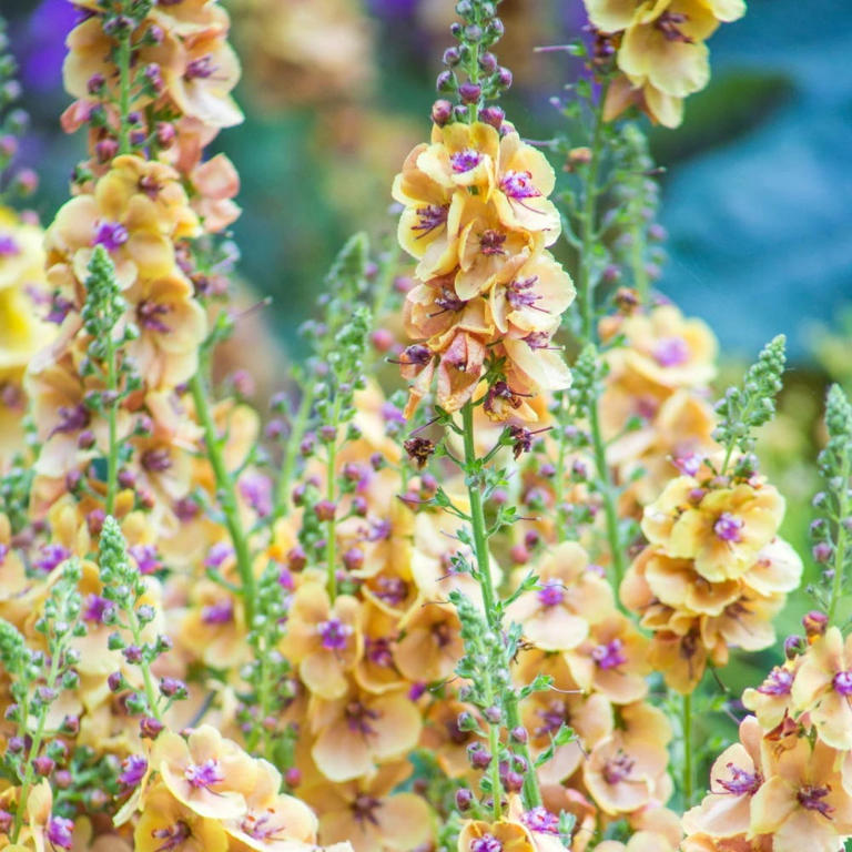 This rare, easy-care perennial adds instant summer colour to any garden