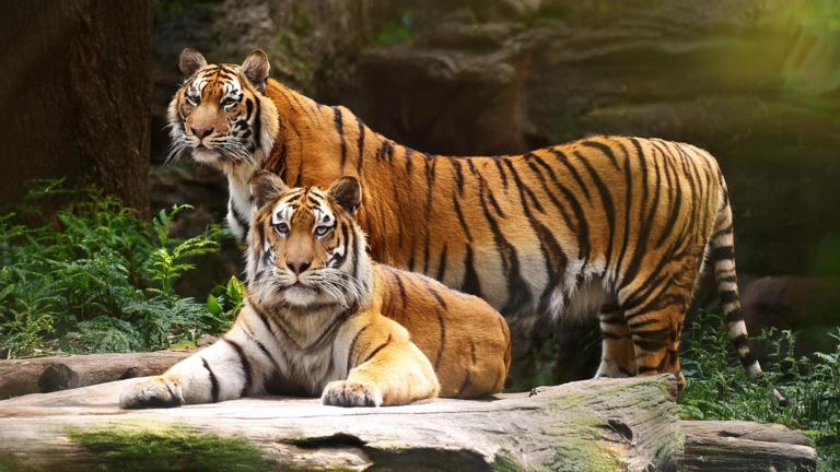 How scientific names differ from common animal names