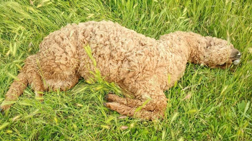 Alpaca attaccati dai lupi a Renazzo: «Tre sono morti, alzo le reti»