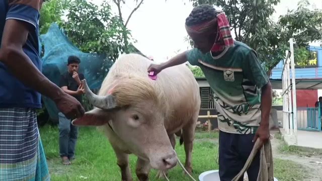 Bangladesh: Albino buffalo nicknamed "Donald Trump" becomes unlikely ...