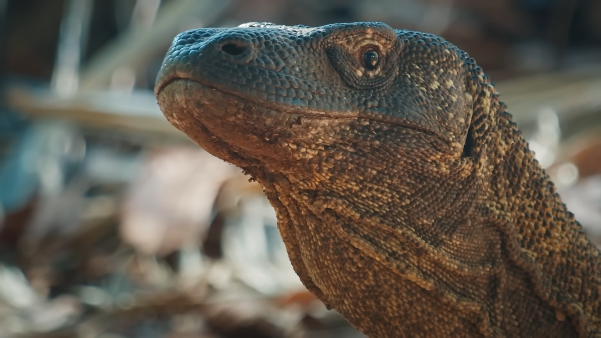 Watch a Komodo dragon bite once – then follow prey for 48 hours until ...