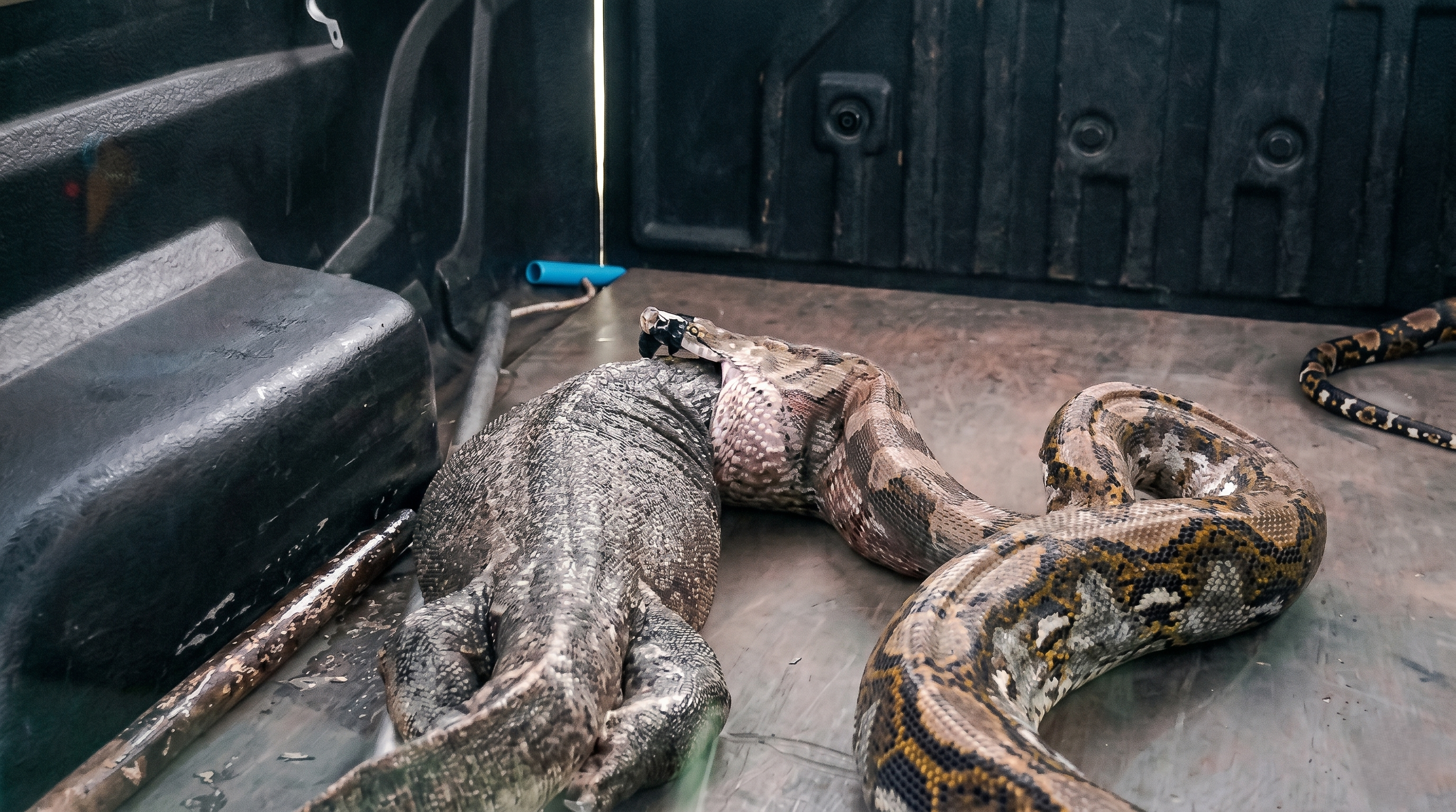Watch what happens when a python eats a giant monitor lizard