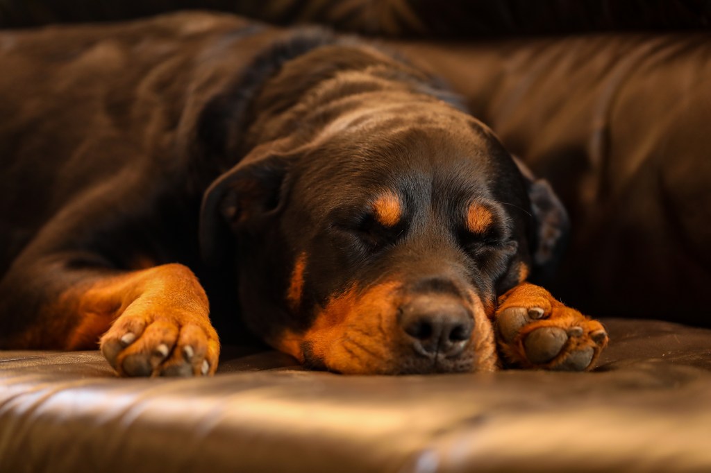 Rottweiler has glitter around mouth, owner suddenly realizes why
