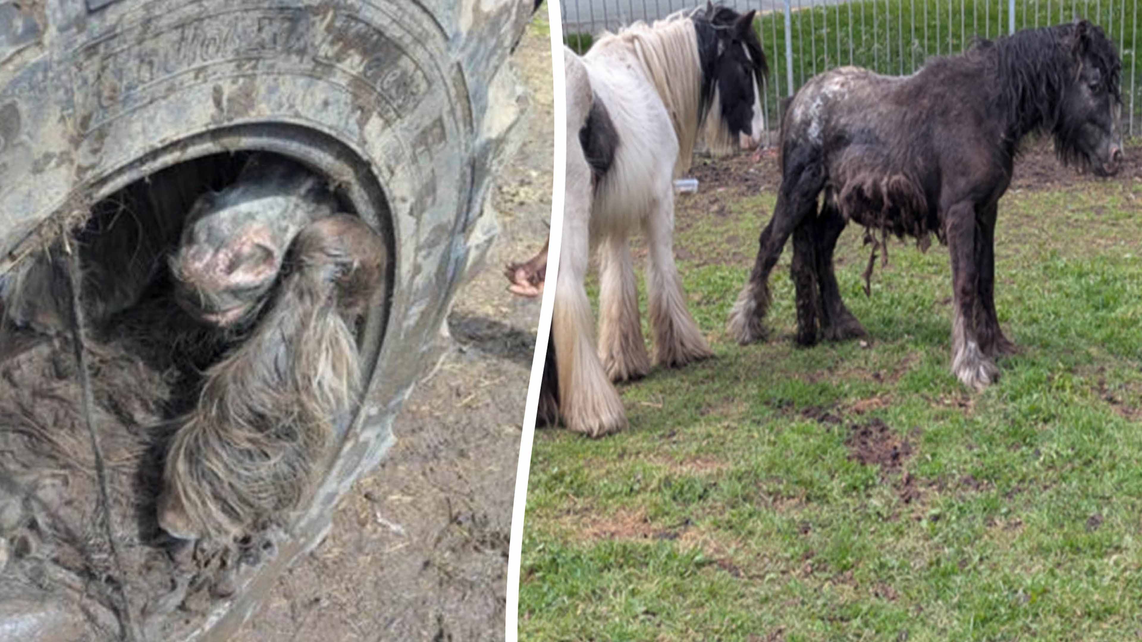 Pony saved after becoming trapped in a tractor tyre in freak accident