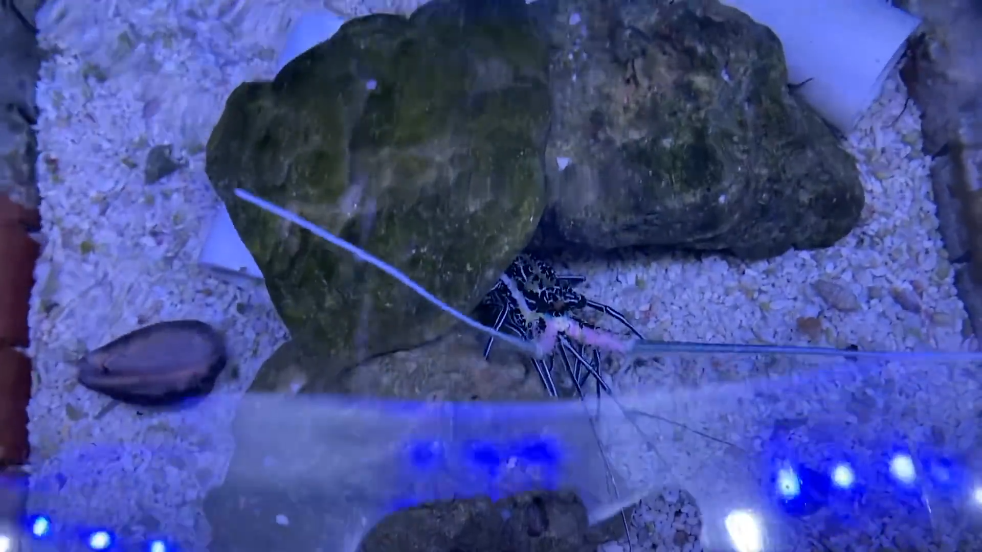 Inside a tropical fish breeding flea market