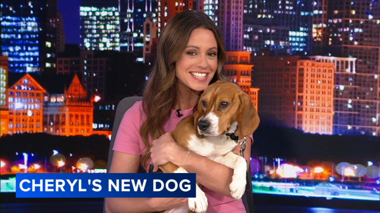 ABC7's Cheryl Scott fostering beagle rescued from Ridglan Farms