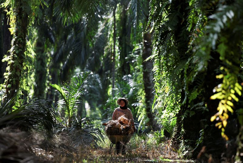Malaysian palm oil groups worried Indonesian export revamp could cause ...