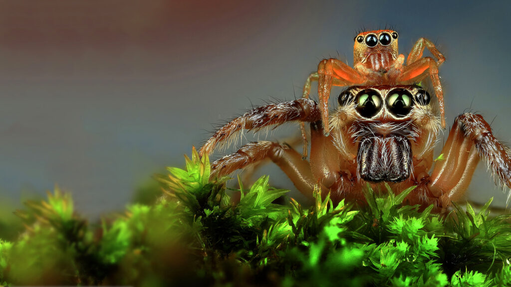 Extreme animals that live where nothing else can survive