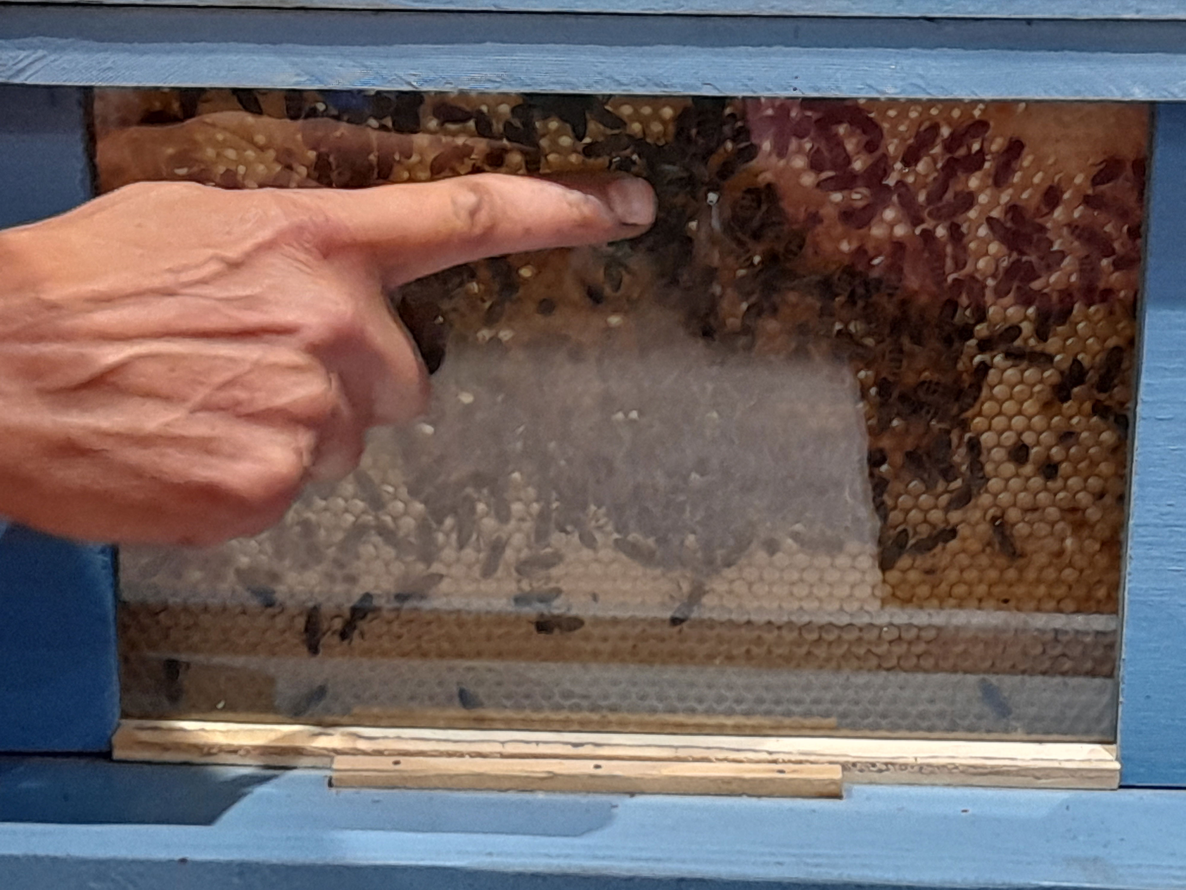 World Bee Day at Claremont Parkway Care Home