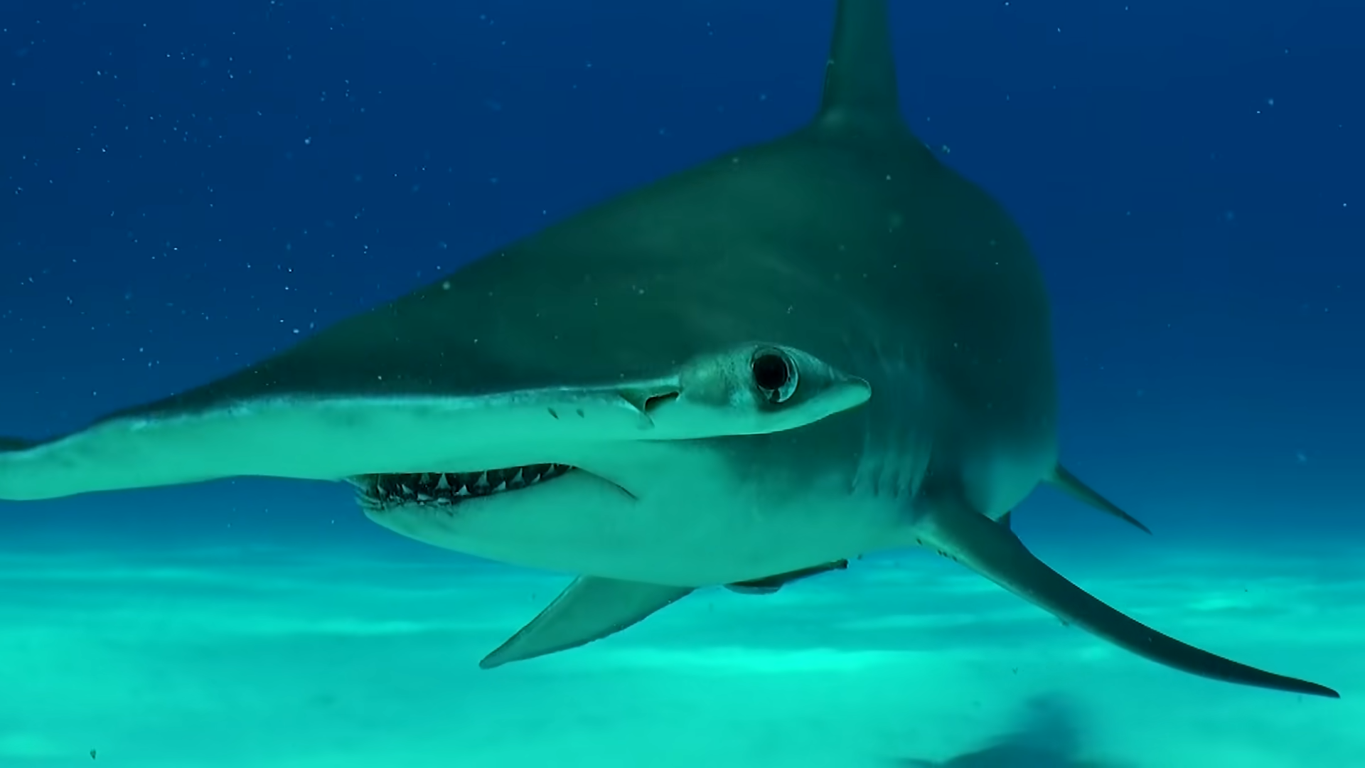 This shark detects hidden heartbeats – then digs prey out of the sand