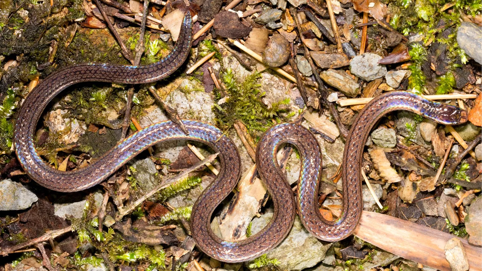 Cientistas descobrem cobra que usa a cauda como "segunda cabeça" na China