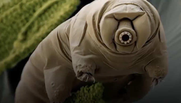 Extreme animals that live where nothing else can survive