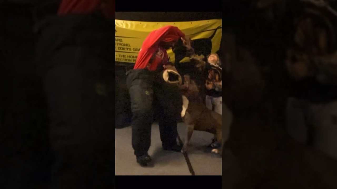 A protection pitbull stays focused on the job