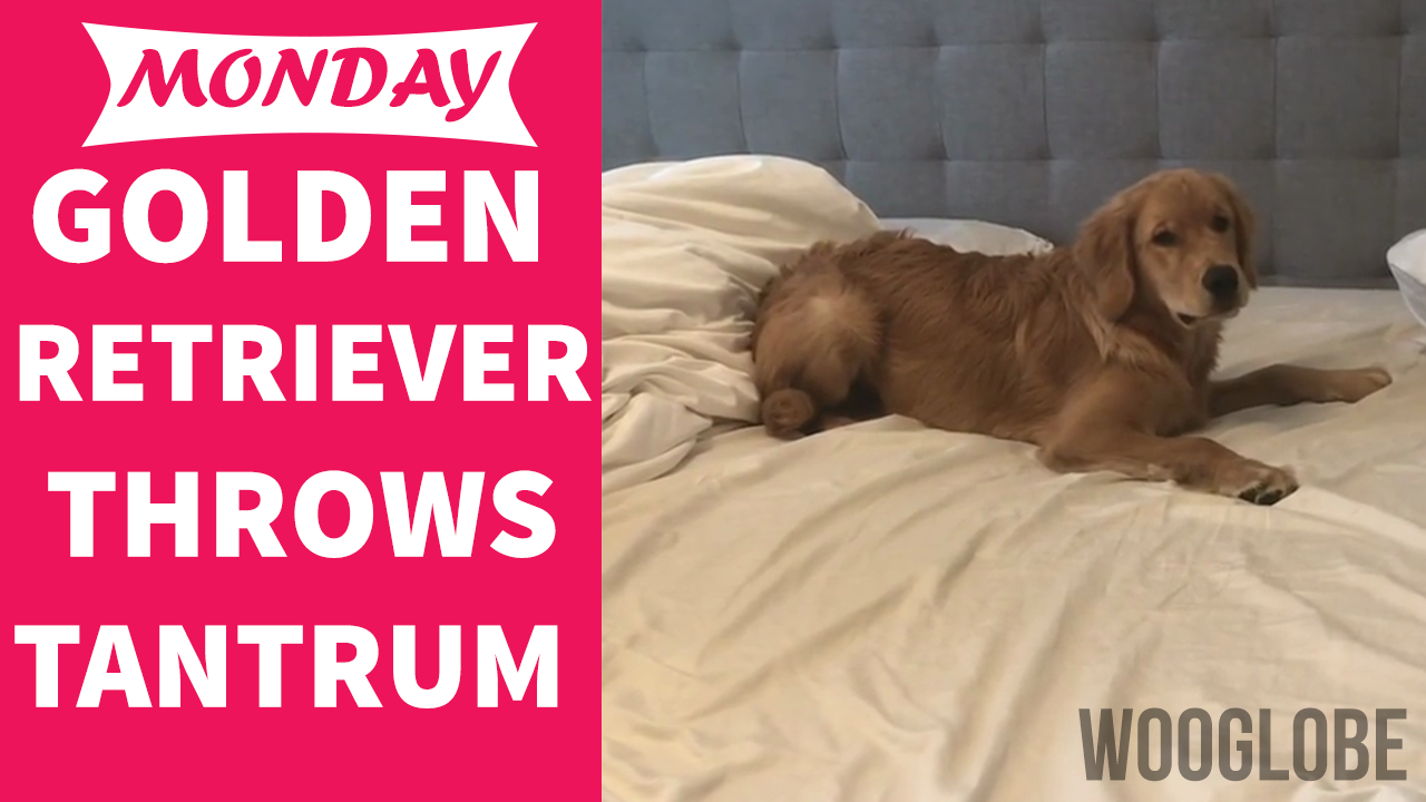 Cute golden retriever throws tantrum because mom has to go to work