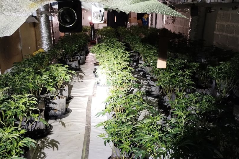 Police defend decision to dismantle another Leicester cannabis grow