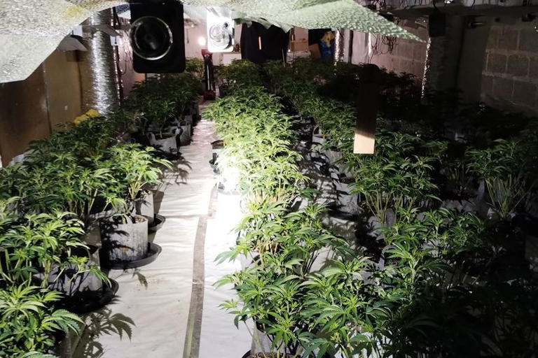 Police defend decision to dismantle another Leicester cannabis grow