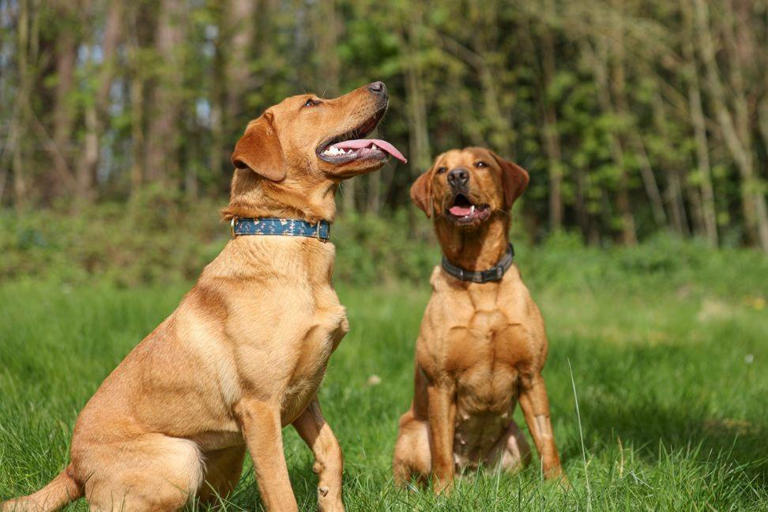 Puppy power! Crime-fighting Labradors ready for duty with ...