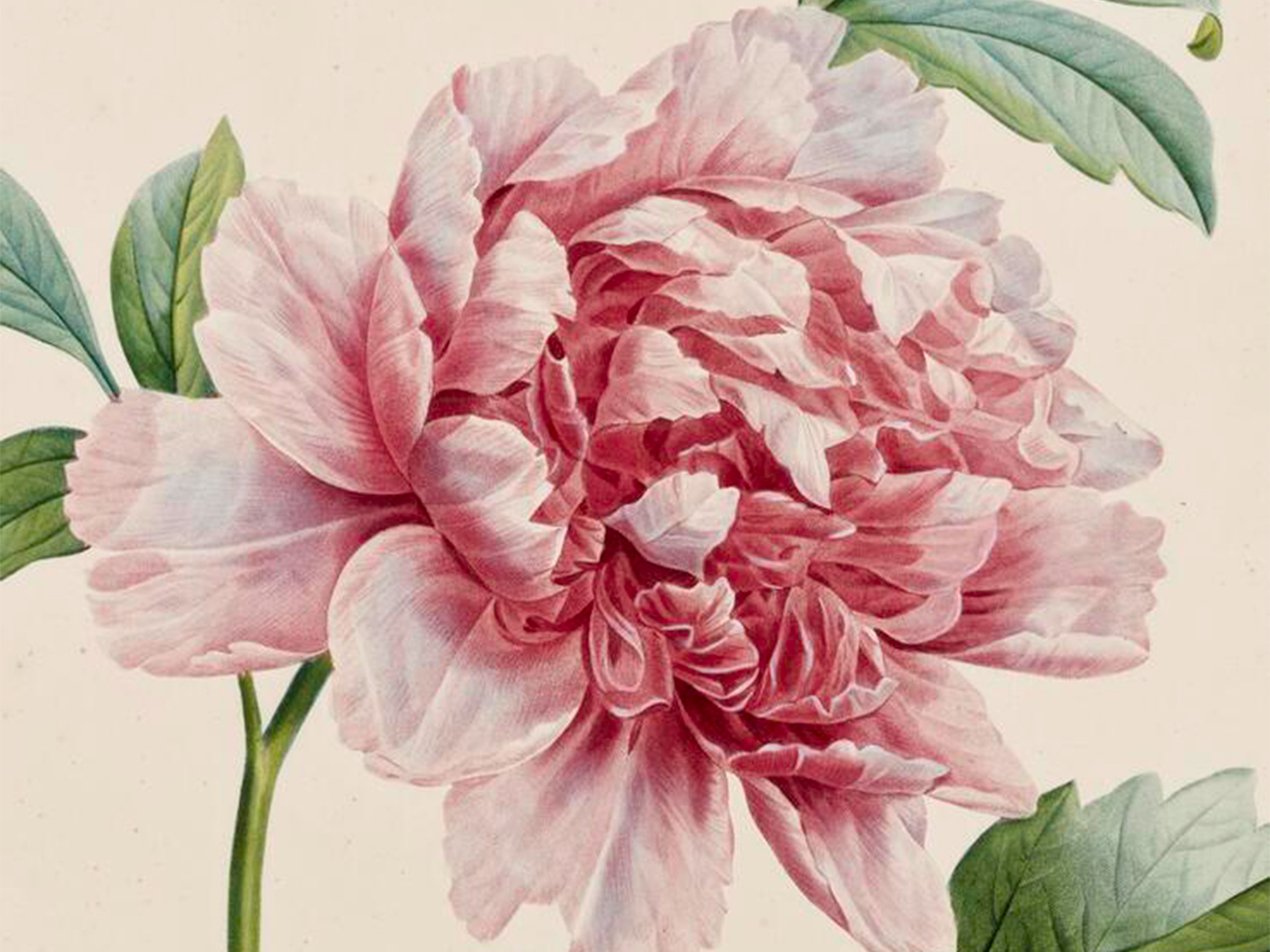 Le délicat bouquet de roses et de pivoines de Redouté et de Thilo ...