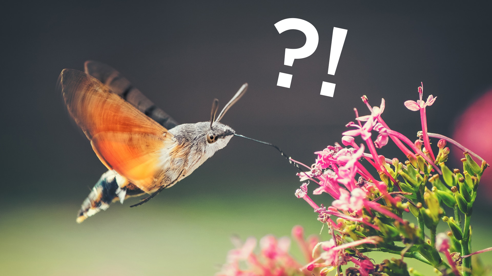 Viele glauben, dass es sich dabei um einen Kolibri handelt