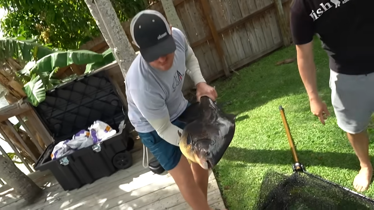 They caught a massive fish in Florida that looks just like a piranha