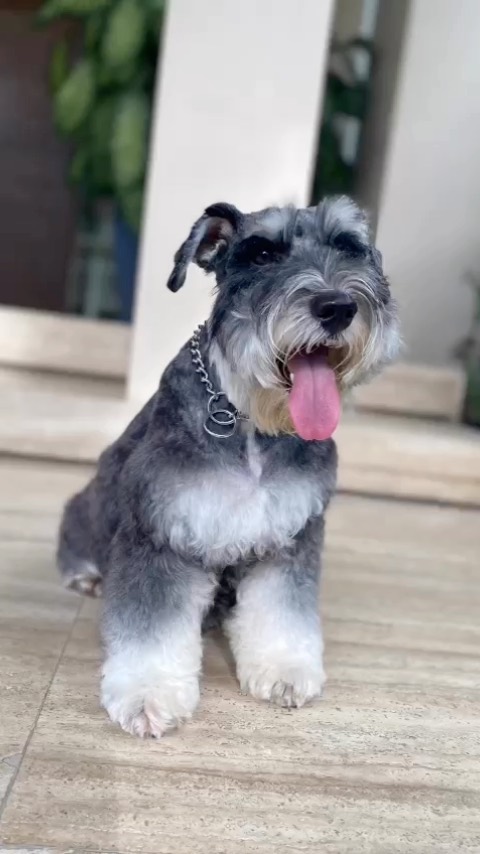 Oh my, Skay! You are so pretty! Grooming day today