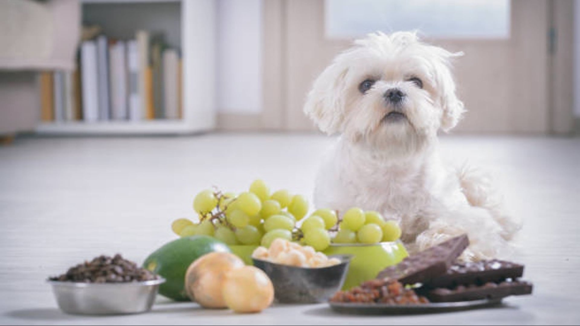 10 cibi salutari per noi ma estremamente dannosi per i cani