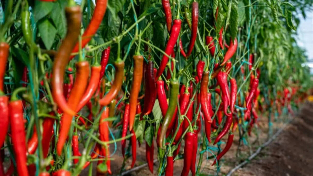 Best plants to grow in India before the monsoon arrives