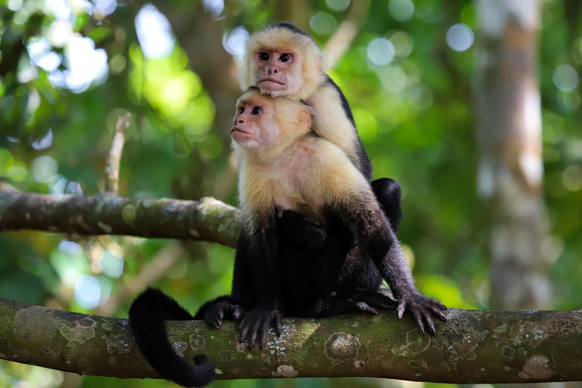 Costa Rica study finds biodiversity is returning to restored forests