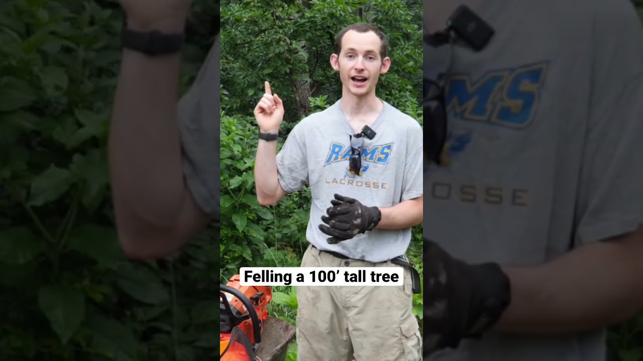 Why you should remove dead trees before building your new home
