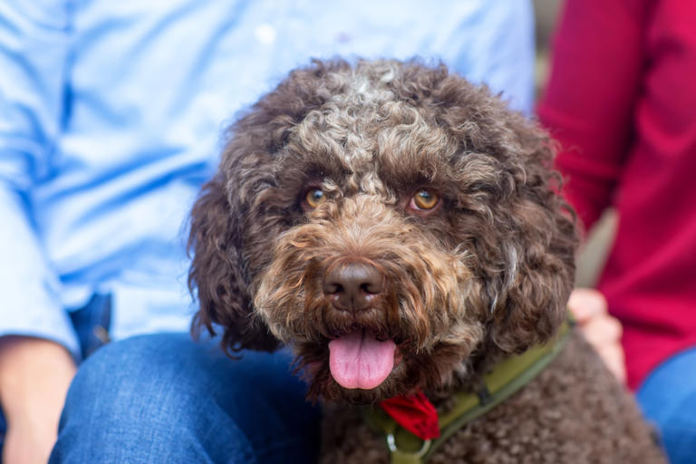 Newly adopted puppy digs up $8,000 in gold coins on first walk