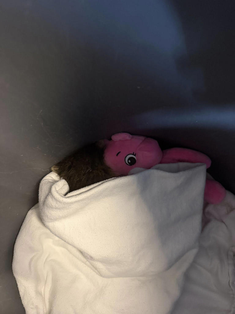 Colorado Springs firefighters rescue ‘distressed’ baby raccoon from ...