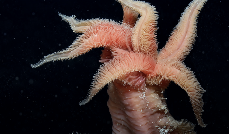 Extreme animals that live where nothing else can survive