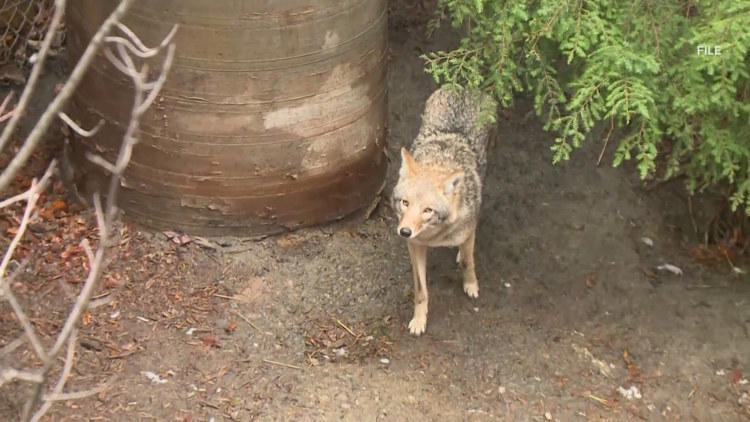 Summit Metro Parks post 'Wildlife Notice' regarding coyote den near ...