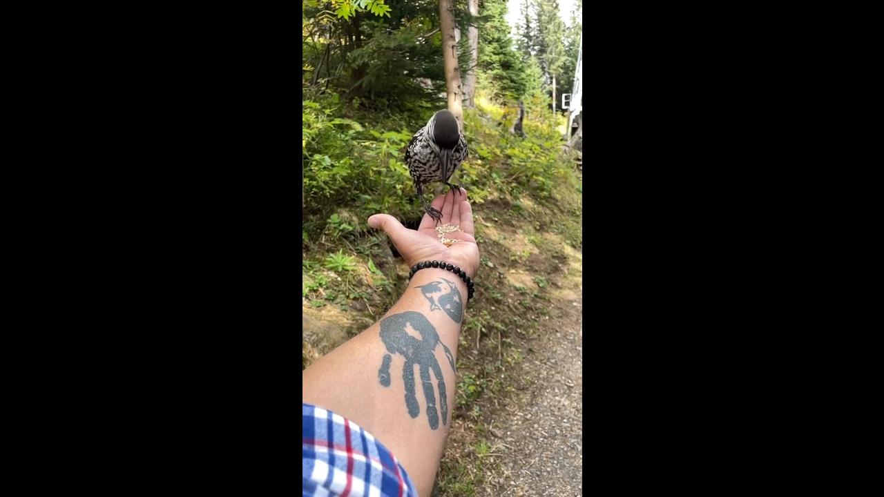 Beautiful spotted bird eating seeds from hand in peaceful forest path